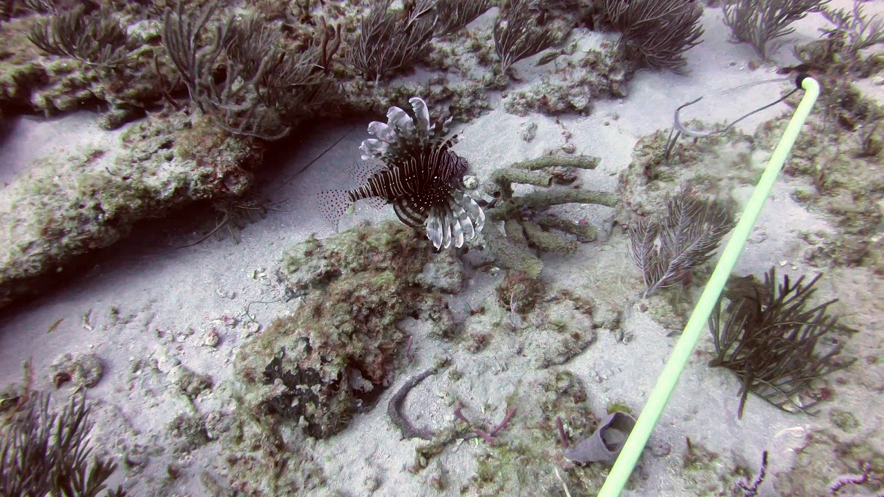 Lionfish Rodeo With Bulls - YouTube