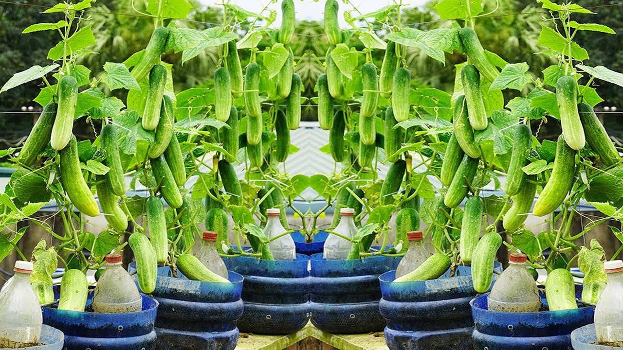 Grow Cucumbers FAST in Plastic Bottles for a BOUNTIFUL Harvest - YouTube