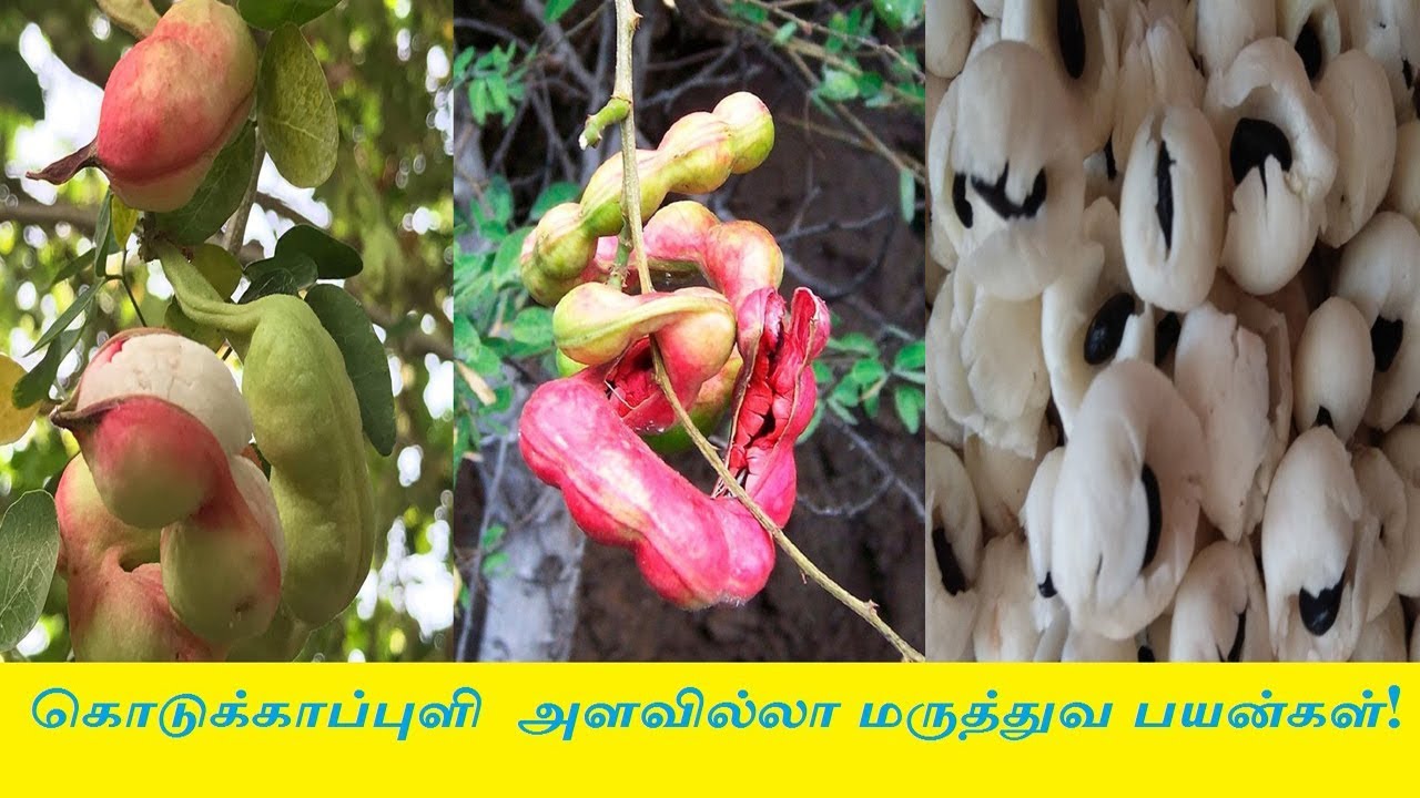 கொடுக்காப்புளி மருத்துவ பயன்கள் - kodukkapuli health benefits in tamil ...