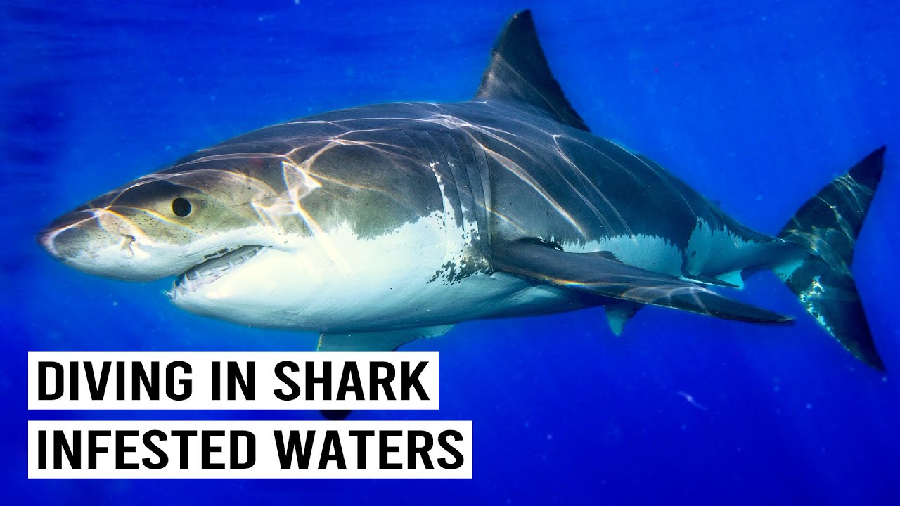 The Dangerous Thrill Of Diving Into Shark Infested Waters | Shark ...