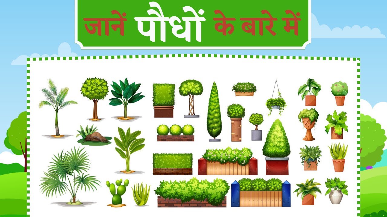 Learn About Plants In Hindi learn-about-plants-in-hindi