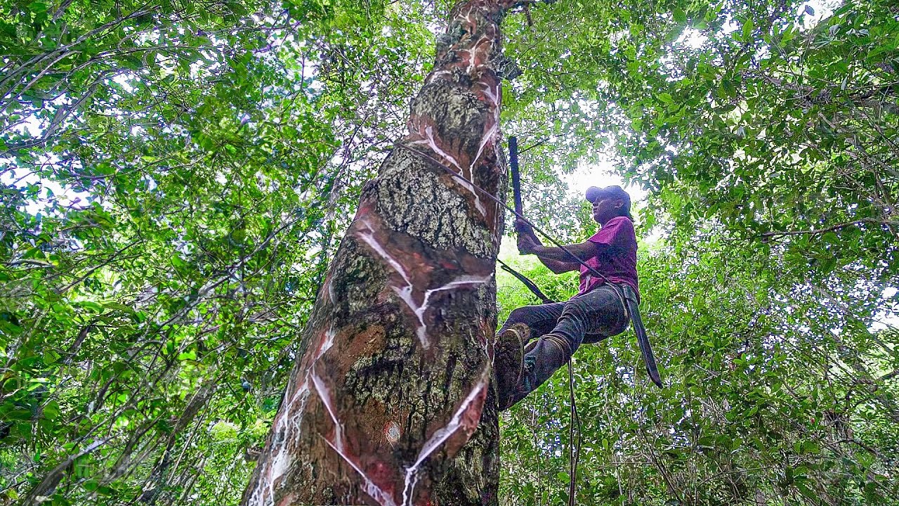 How they Still Harvest and Produce one of Humanity’s Oldest Chewing ...