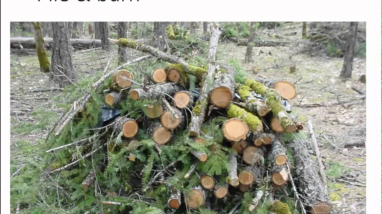 Fuels Reduction in Forests and Woodlands - YouTube