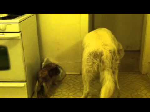Dogs got scared! FUNNY LOL - YouTube