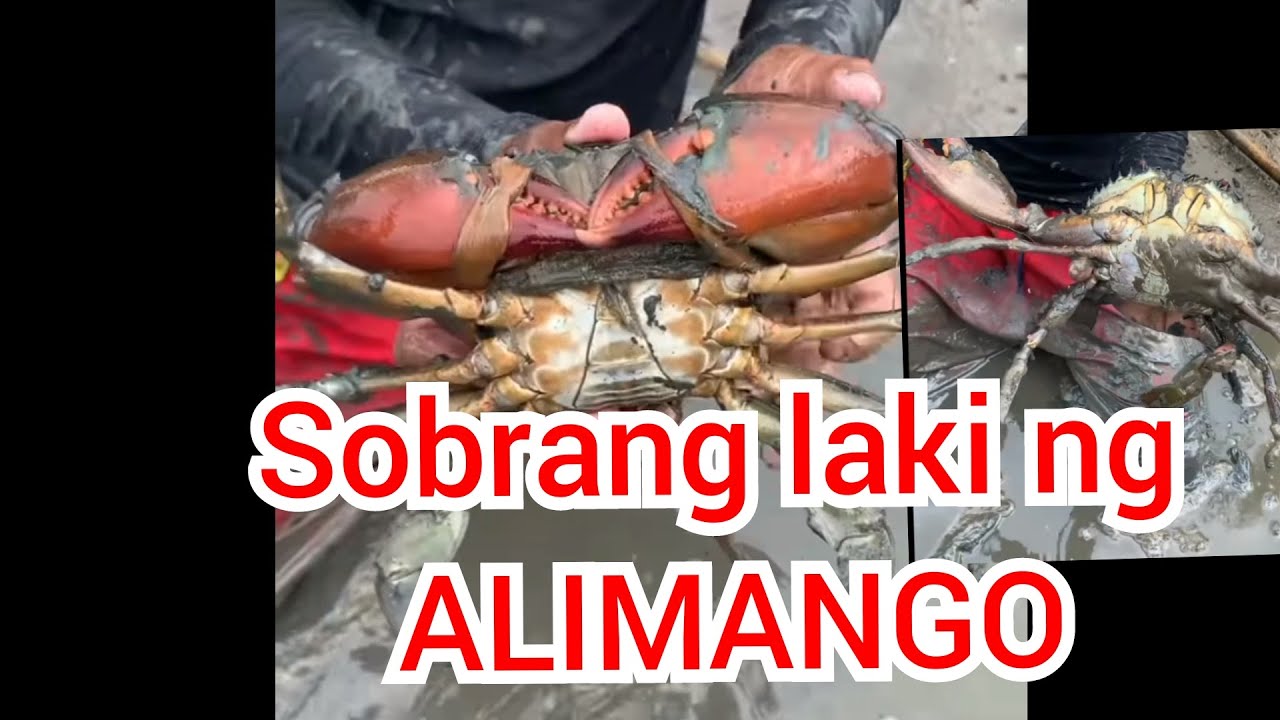 Sobrang laki ng alimango - YouTube