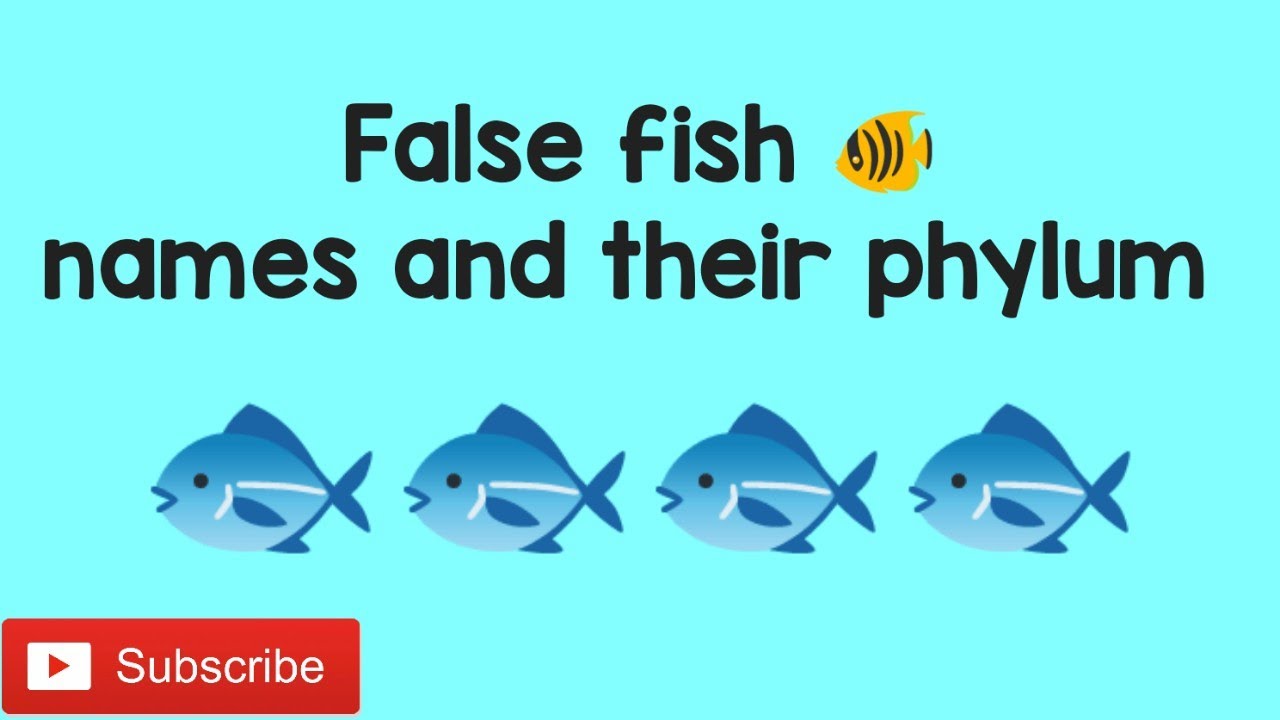 False fishes names and their phylum. #biology - YouTube