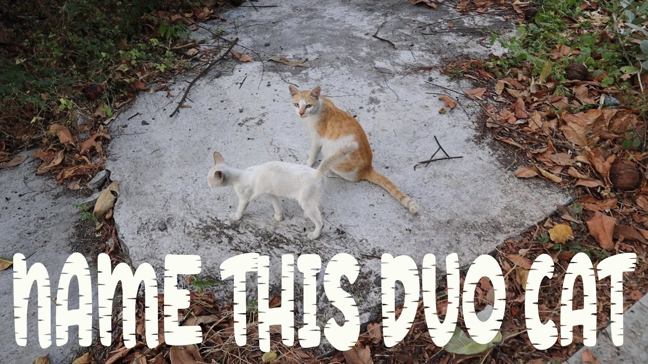 name this duo cat | robin seplut fans - YouTube