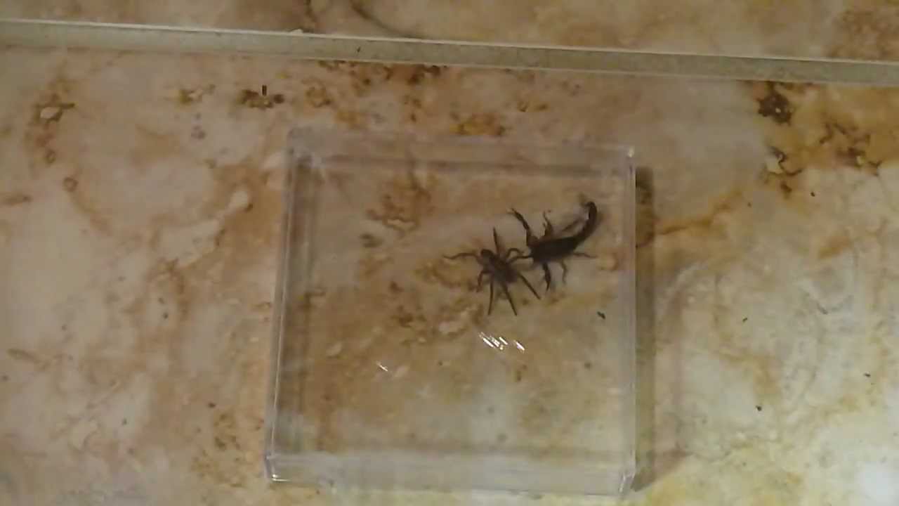 Wolf spider vs. devil scorpion - YouTube
