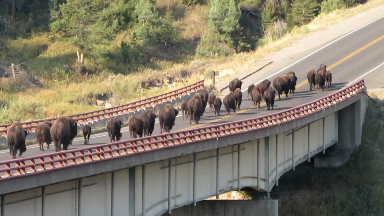 buffalo traffic jam in Yellowstone - YouTube