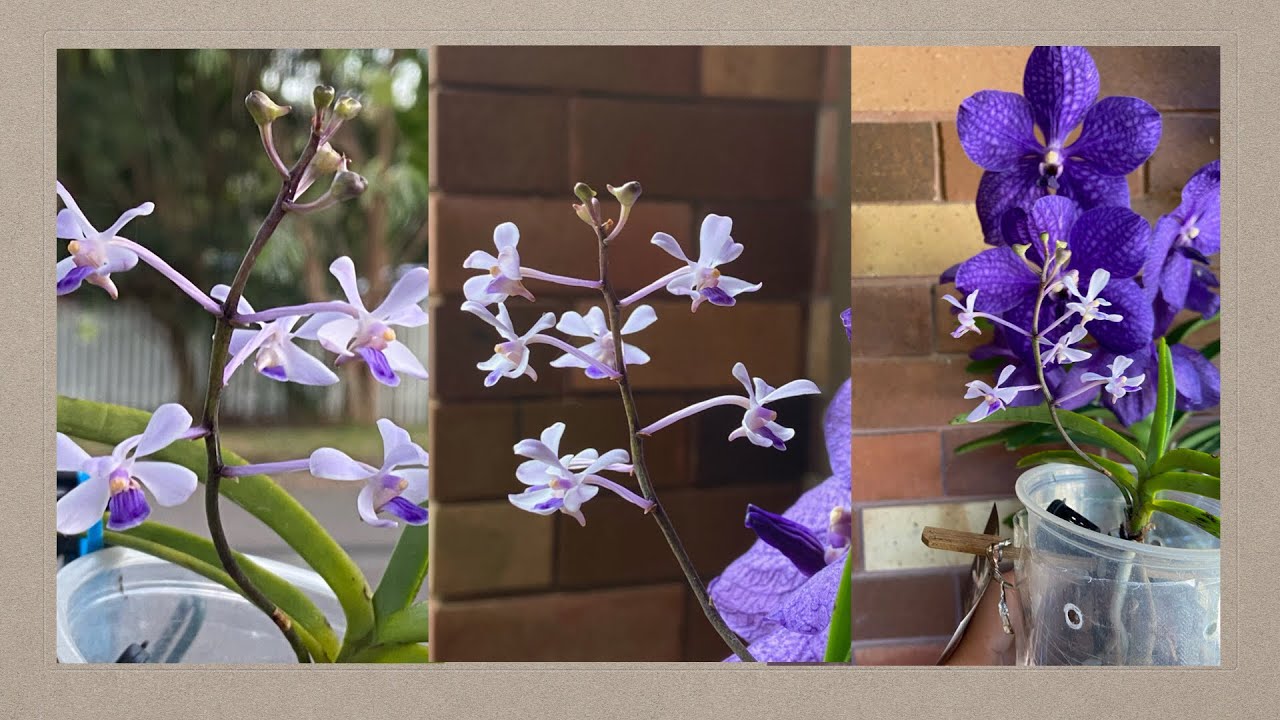 2347 兩種迷你萬代蘭的上盆及跟進 the potting and following-up of two mini vanda ...