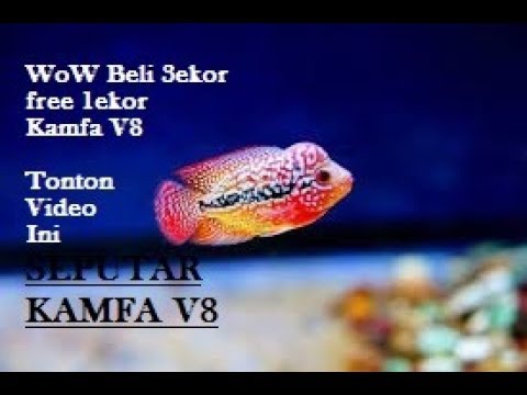 #Flowerhorn (PROMO) Fry Kamfa V8 Thailand by Mick Kamfa - YouTube