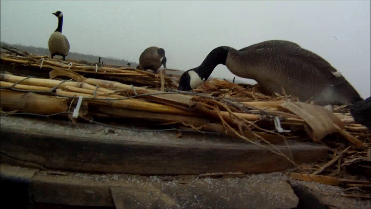 Field Duck Hunting - YouTube