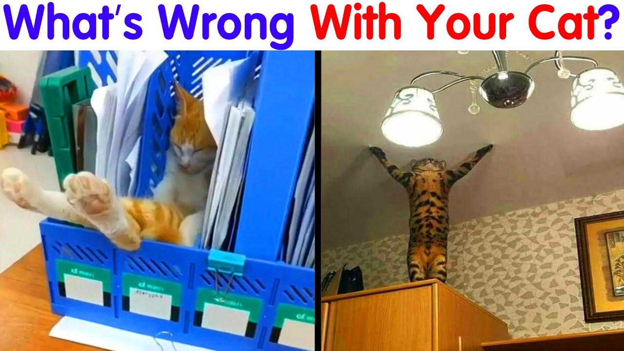 “Faulty” Cats That Can’t Stop Glitching - funny cats - YouTube