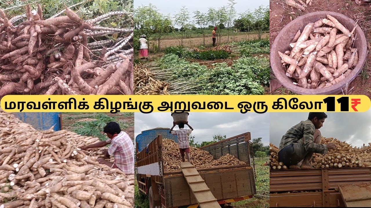 குச்சிக்கிழங்கு 🍠அறுவடை Maravalli kilangu Harvesting | Tapioca farming ...