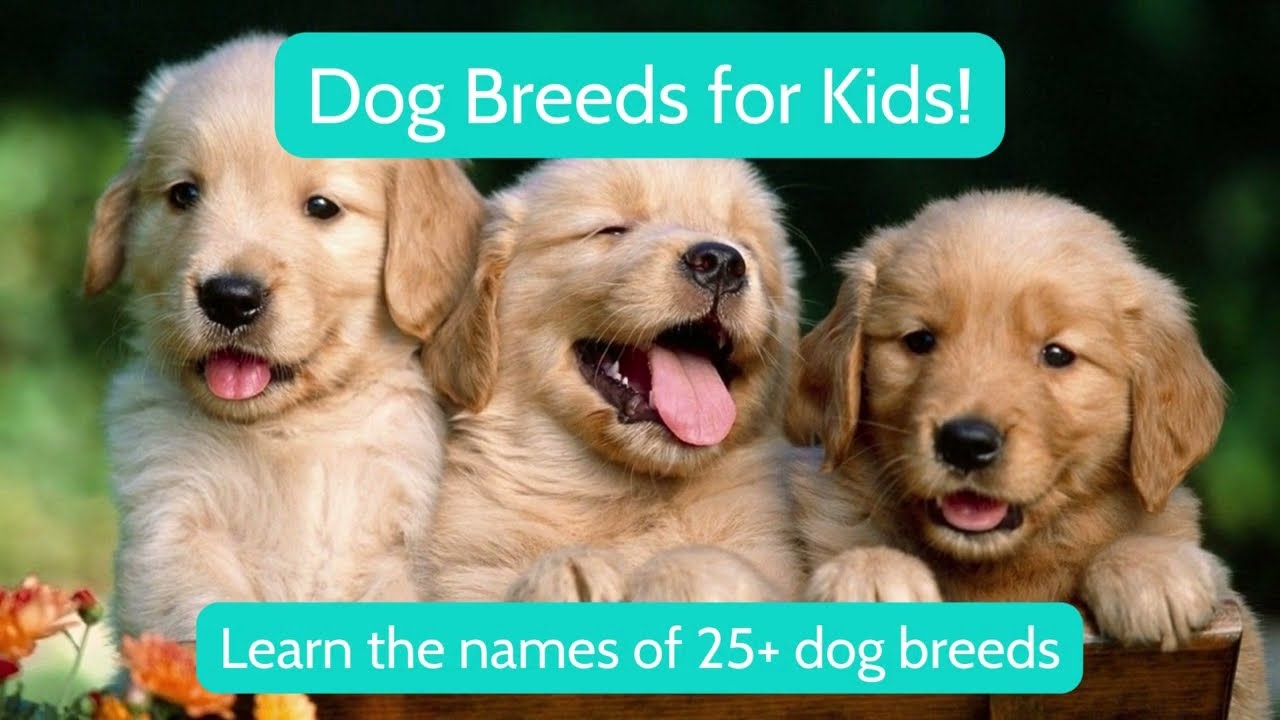 Dog Breeds for Kids | Learn Dog Types & Names | NRMedia - YouTube