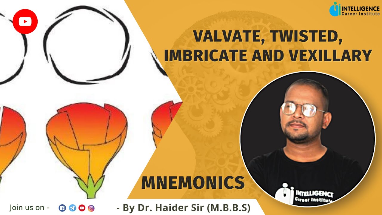 Mnemonics Of Valvate, Twisted, Imbricate and Vexillary | By Dr. Haider ...