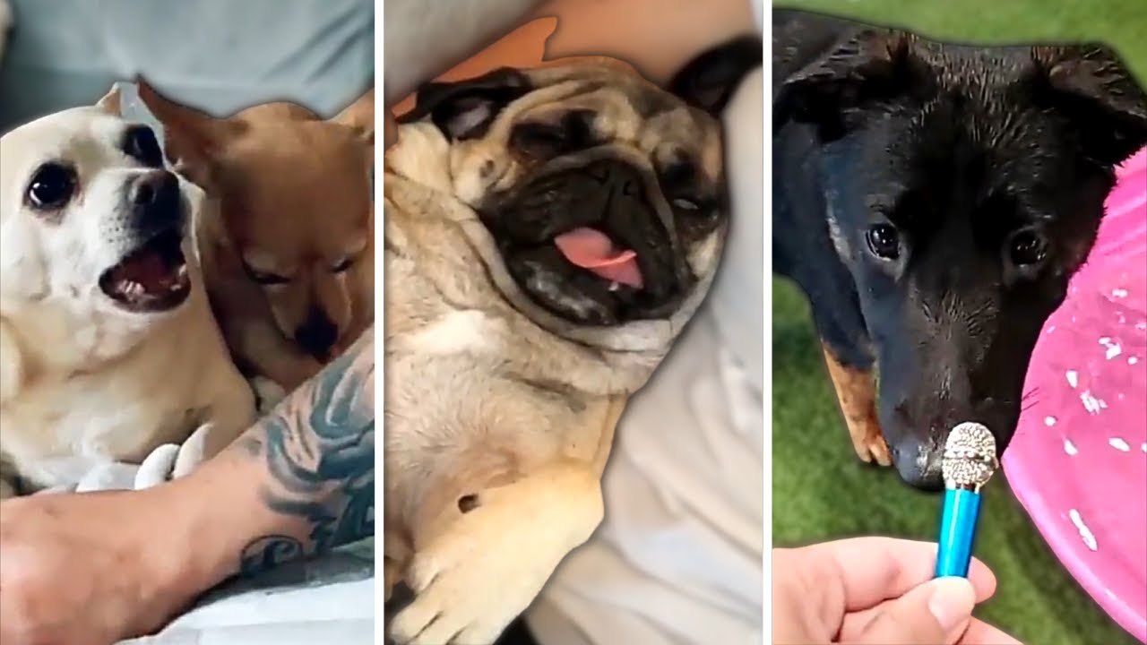 Incredible Dog Compilation That Will Make You Laugh Out Loud. - YouTube