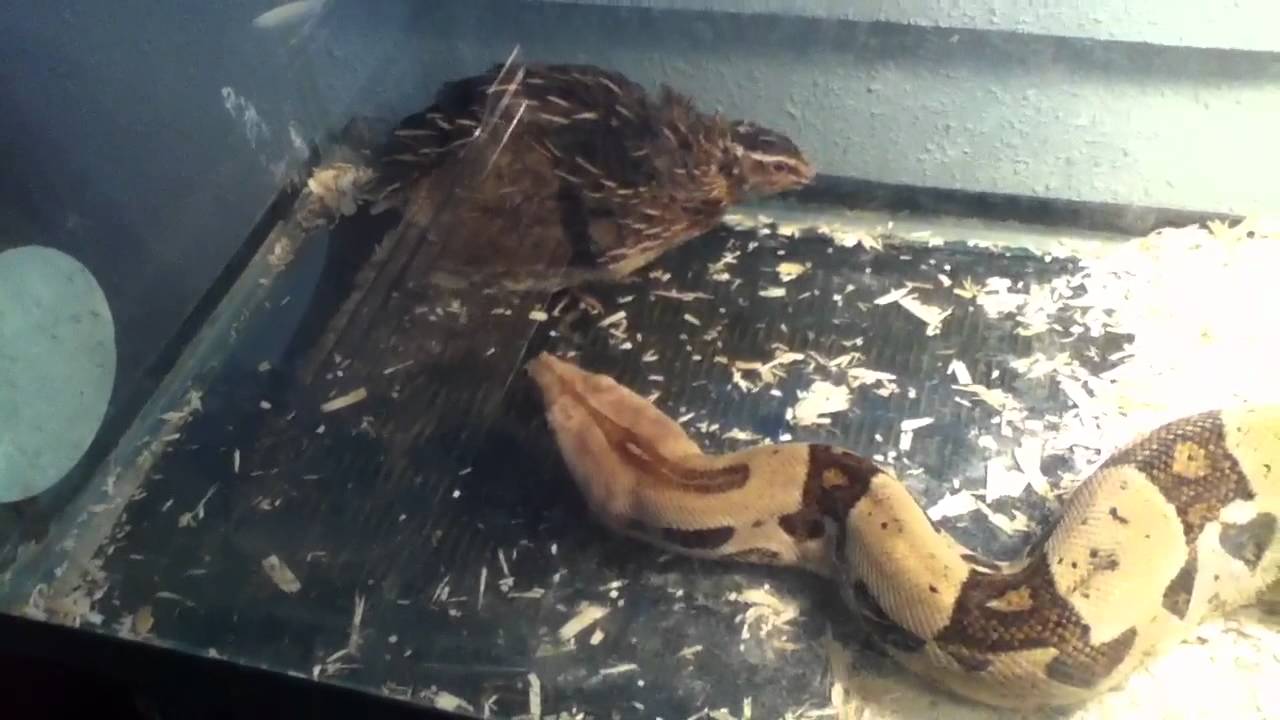 Snake attacking quail - YouTube