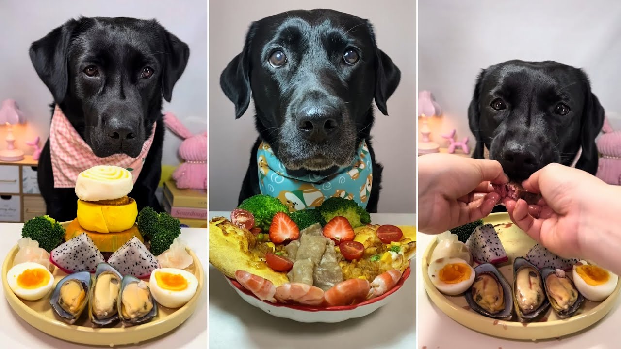 Luxury Dog Food Taste Test | Which One Is the Best? - YouTube