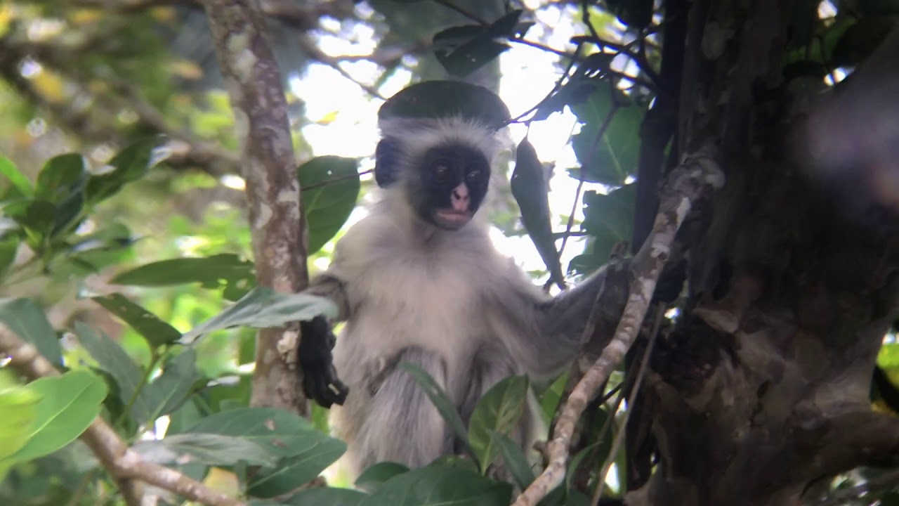 Zanzibar 2018 /Cheetah Rock / Blue Safari / Jozani Forest / Mangrove ...