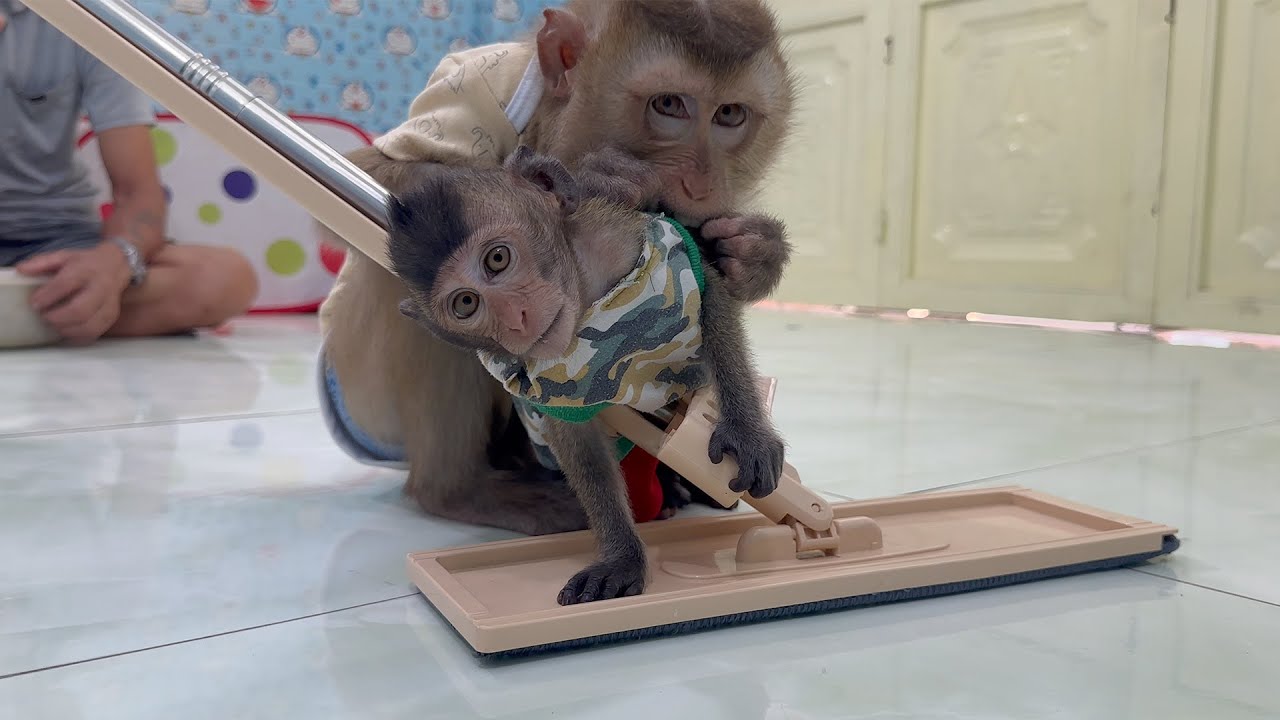 The monkey loves to play with the mop - YouTube