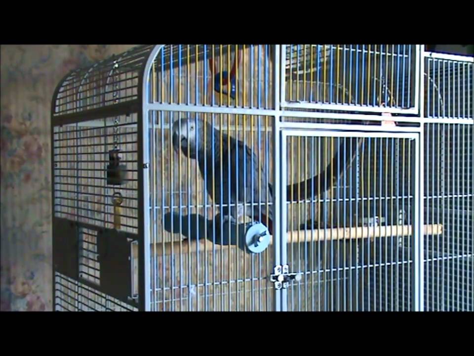 Oscar parrot-new songs - YouTube