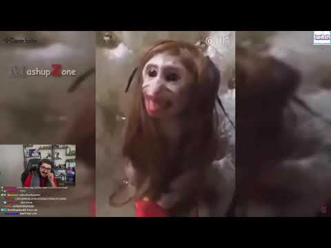 KEMAL EĞLENCELİ MAYMUN VİDEOLARI İZLİYOR