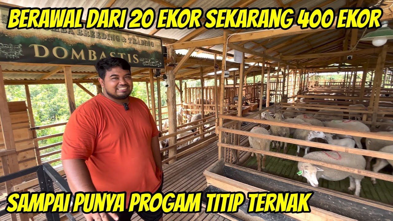 AWAL TERNAK 20 EKOR SEKARANG 400 EKOR DAN PUNYA PROGAM TITIP TERNAK | DOMBASTIS NGANJUK - YouTube