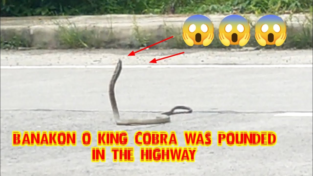 king cobra o banakon has cross in highway | caught in camera😱 - YouTube