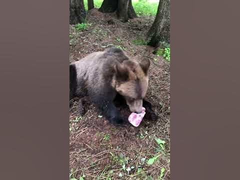 Медвежонок Том 05.06.2020 Даём мясо медвежонку - YouTube