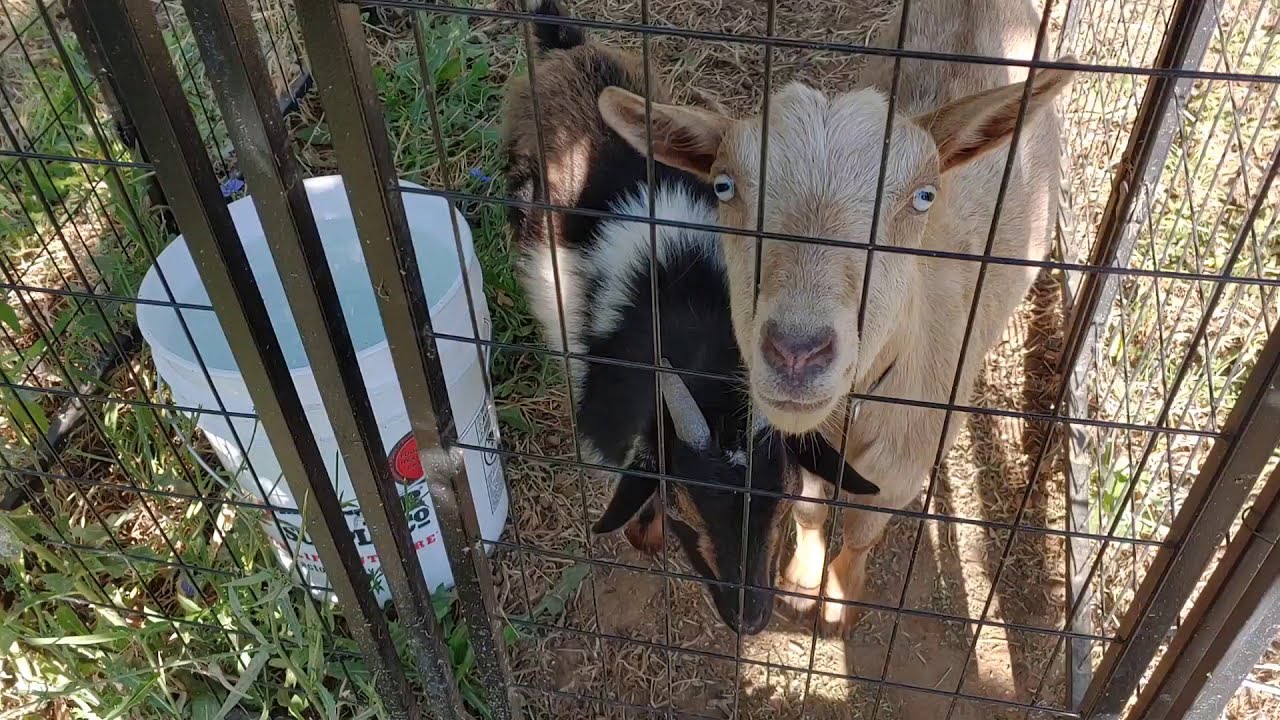 New goats Problem Help! - YouTube