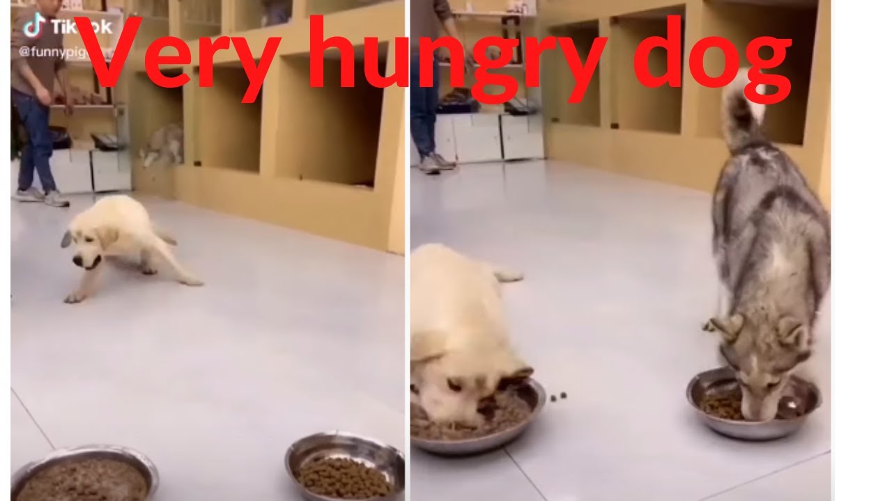 Hungry Dog Meme