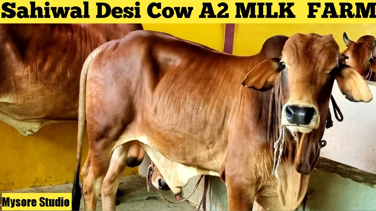 Sahiwal Desi COW Cattle Farm | A2 MILK DAIRY FARM - YouTube