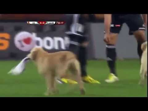 Galatasaray - VfR Aalen maçında sahaya iki köpek girdi