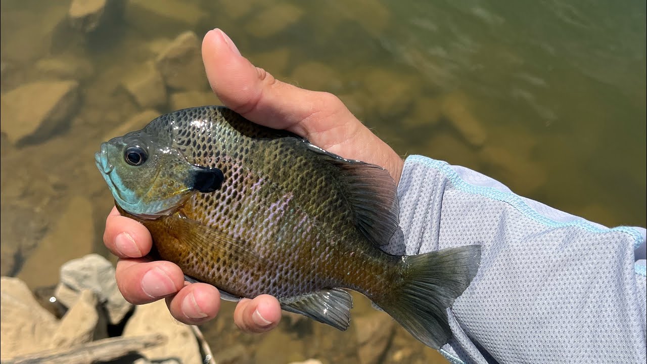 Panfishing with a great Micro Bait! - YouTube