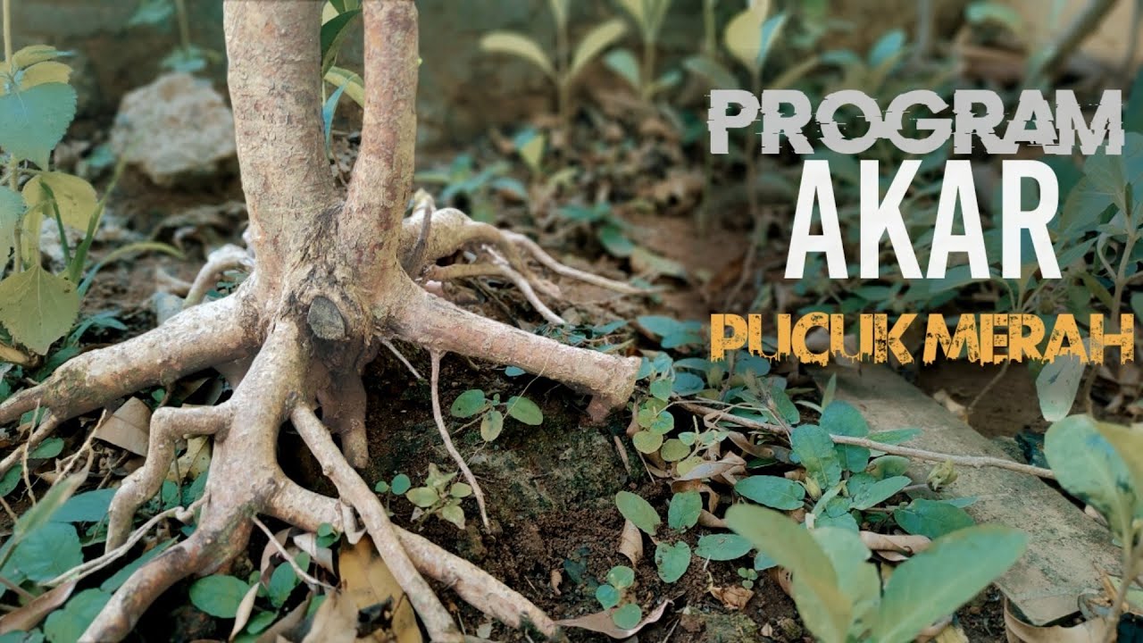 Cara membuat bonsai pucuk merah, program akar - YouTube