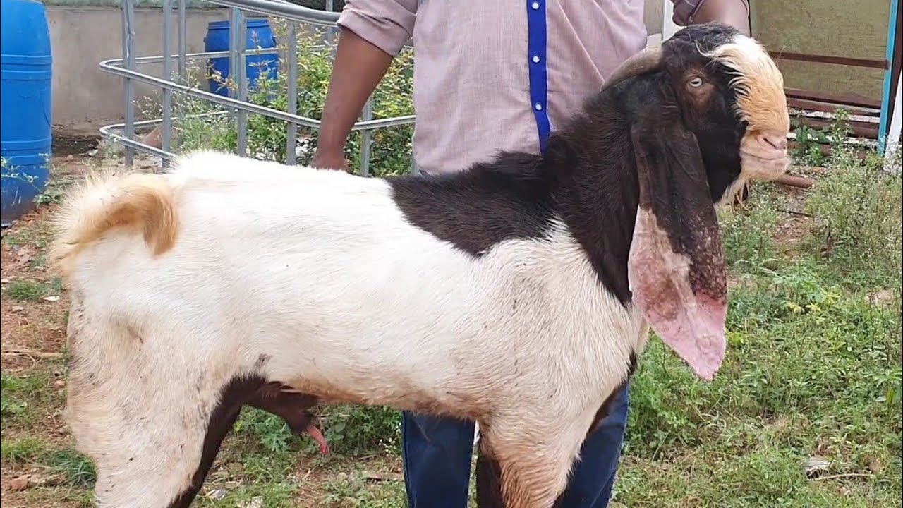 Hyderabadi Goat Trader Wahid Bhai. - YouTube