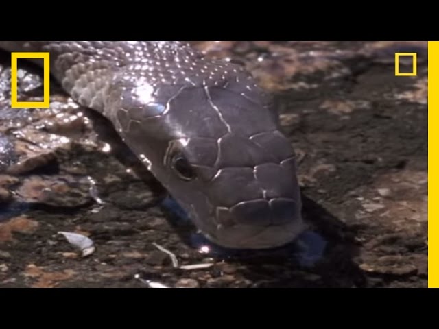 Black Mamba Speed