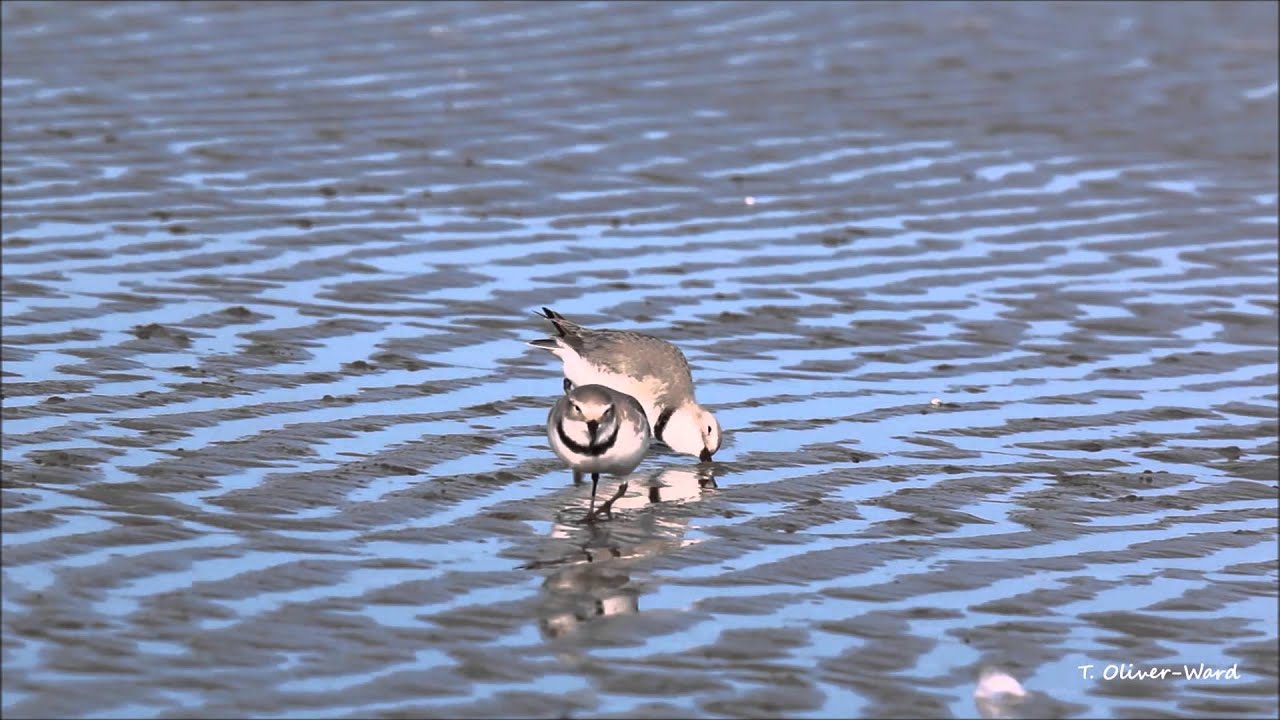 Wrybills at Manawatu Estuary Foxton Beach, NZ July 2015 - YouTube