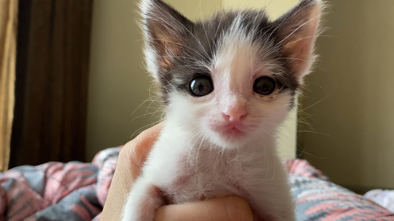 Sweetest One-Month-Old Kitten - YouTube