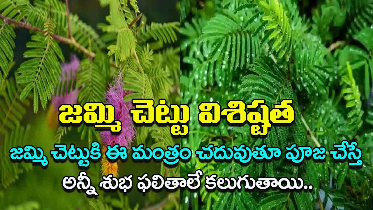 జమ్మి చెట్టుకి ఈ మంత్రం చదువుతూ పూజ చేస్తే అన్నీ శుభ ఫలితాలే కలుగుతాయి ...