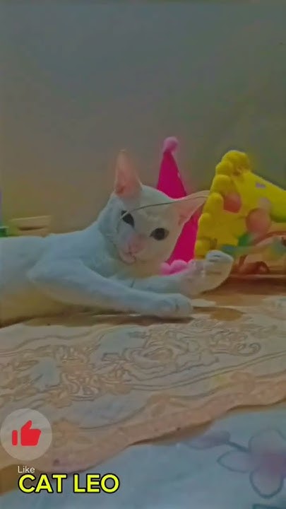 #catleo - YouTube
