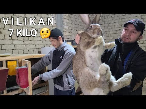 Velikanlani zo'rlari Toshkentda boqilvotti #vilikan #velikan #виликан #великан #кролик #quyon