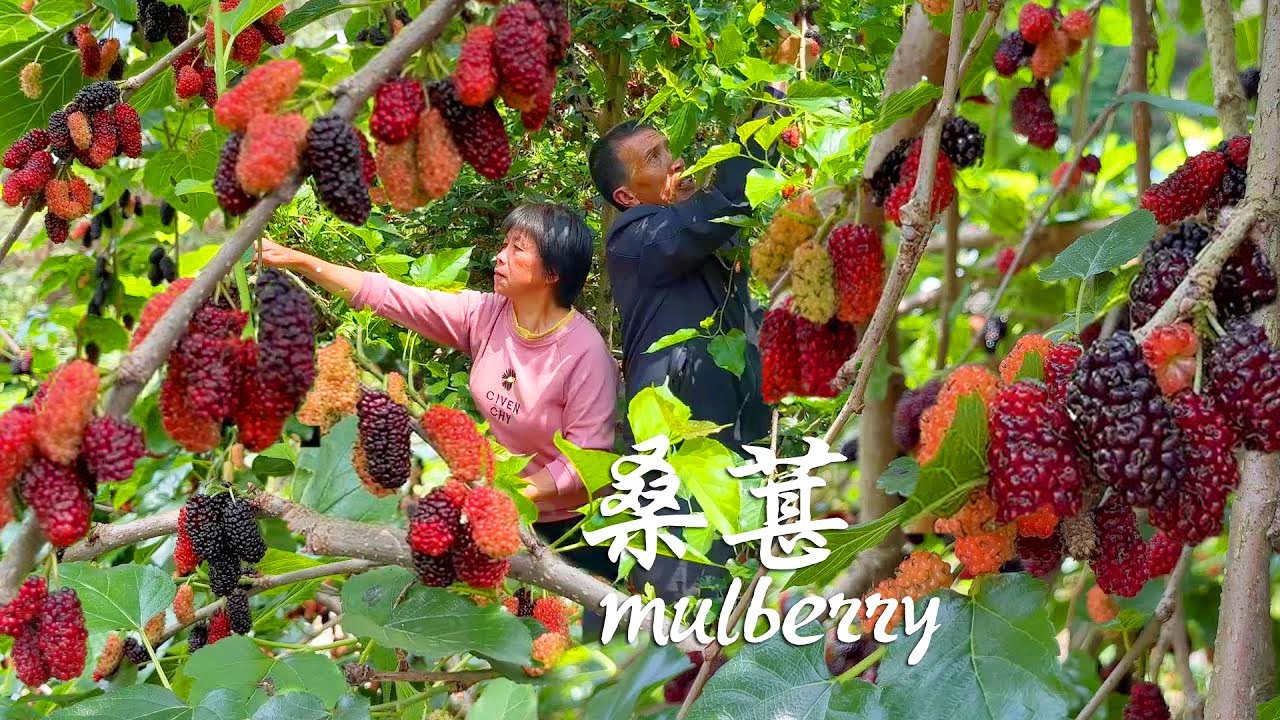 桑葚吃到饱，做成桑葚酒、桑葚糖和桑葚花茶，酸甜的蜜饯果酒果饮丨mulberry【闽湖阿嬷Fujian Grandma】 - YouTube