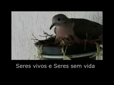 Seres vivos e seres sem vida apresentando na Prática - YouTube