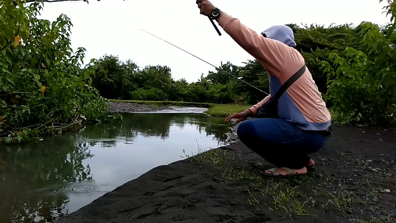 Tempat ini di huni ribuan baby nila - YouTube