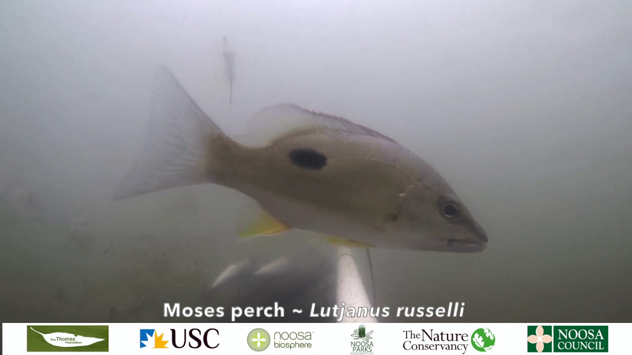 Noosa River oyster reefs: Fish assemblages on reefs - Upper estuary ...