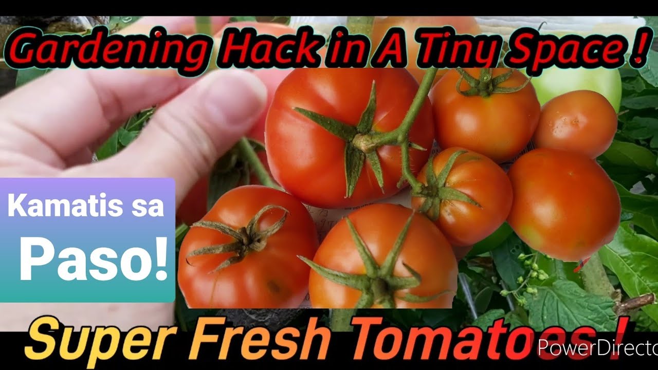 SIMPLE WAYS OF GROWING ORGANIC TOMATOES IN A POT+MAGTANIM NG SARILING ...