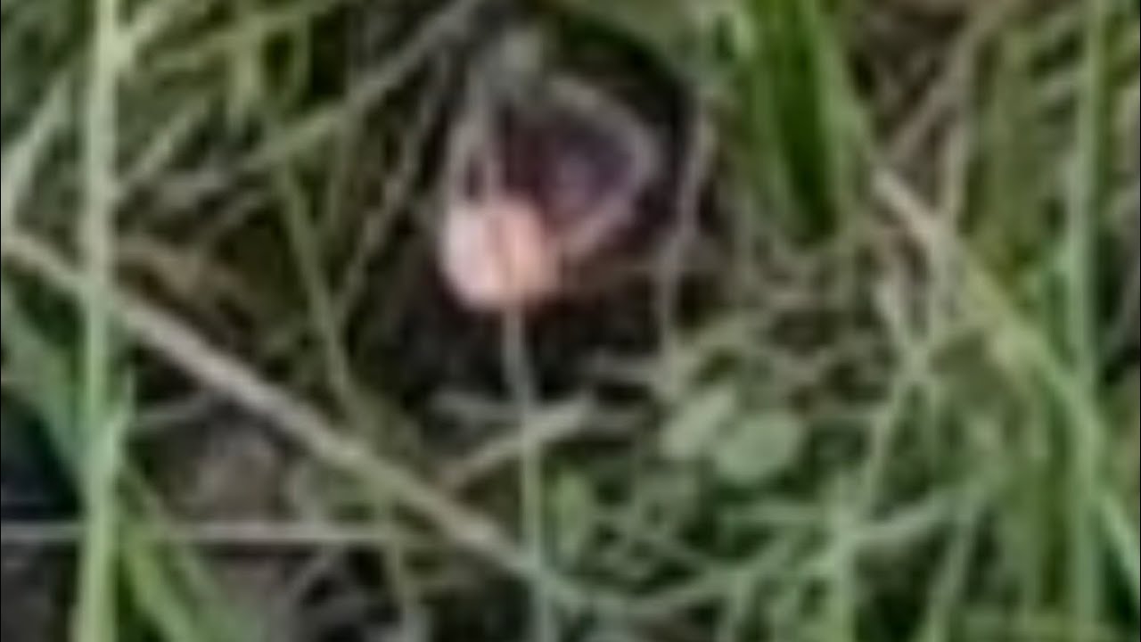 Weird new creature found in pond - YouTube