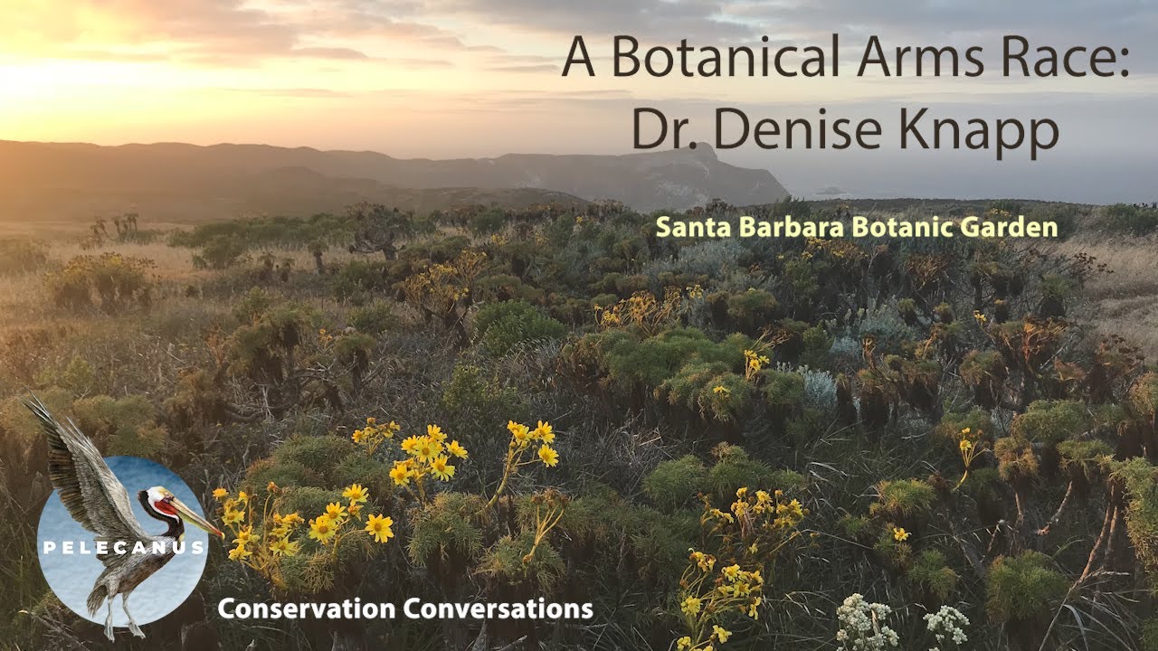 A Botanical Arms Race - Dr. Denise Knapp - YouTube